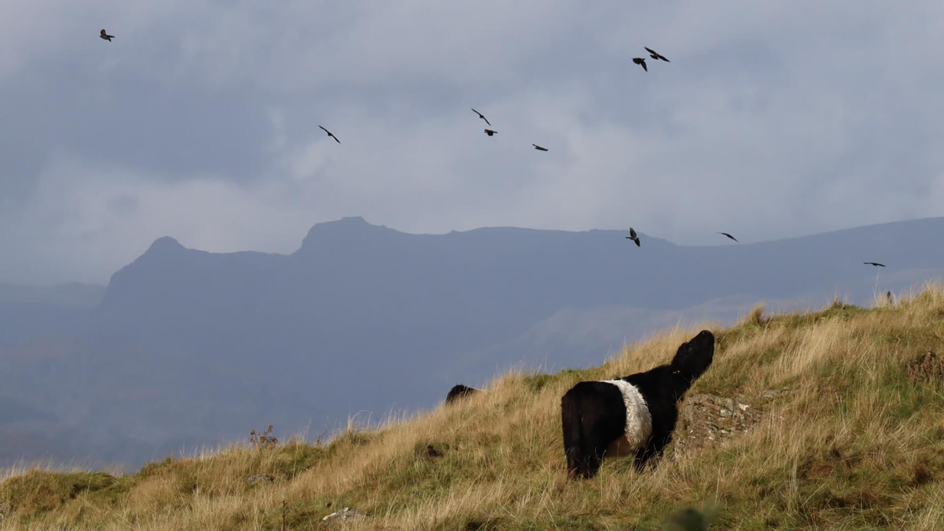 Matson Ground - The Farm